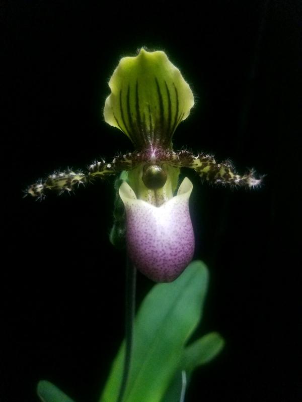 Paph chamberlainianum | Slippertalk Orchid Forum