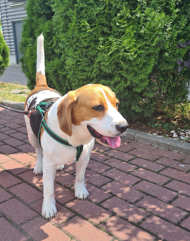 Frodo 8 — Postimages