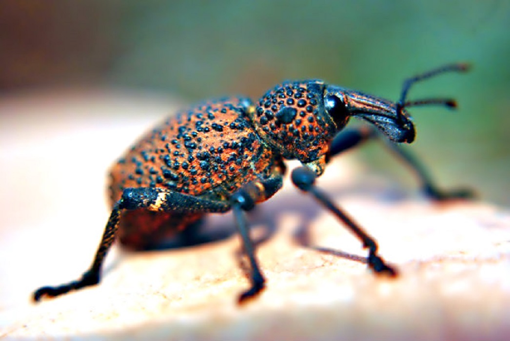 Show me your insects - Page 385 - PentaxForums.com