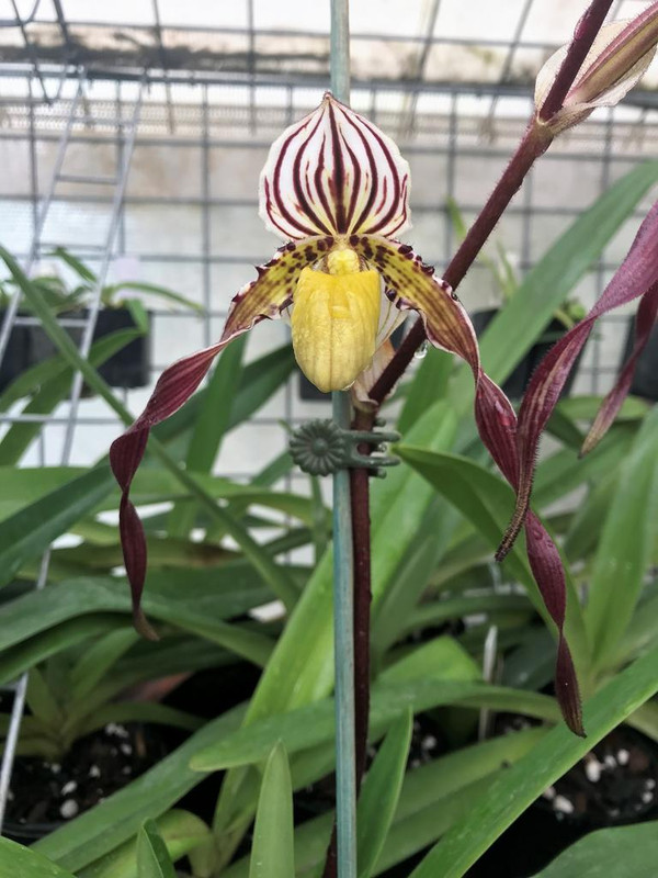 Paph philippinense | Slippertalk Orchid Forum