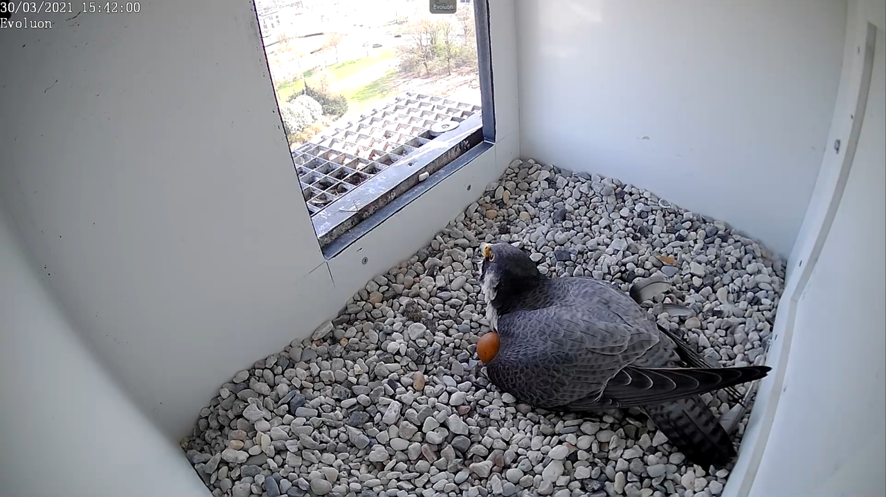 2021 03 30 15 42 11 Window — Postimages