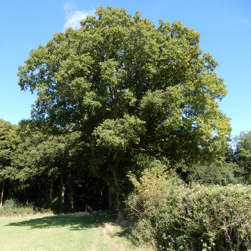 Oak Tree 2024 09 17 008 — Postimages