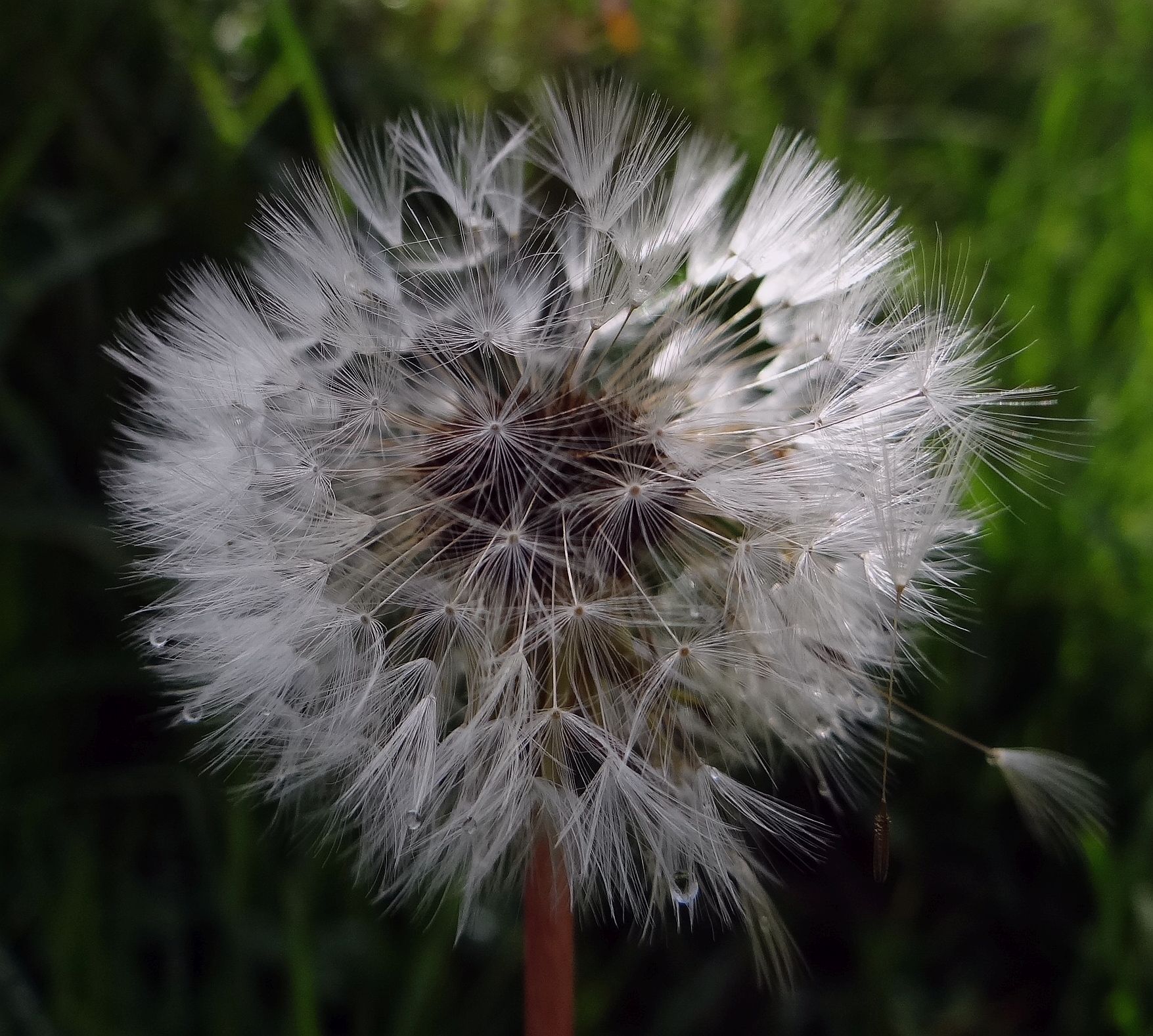 DANDYLION SEEDS 2 240823 — Postimages