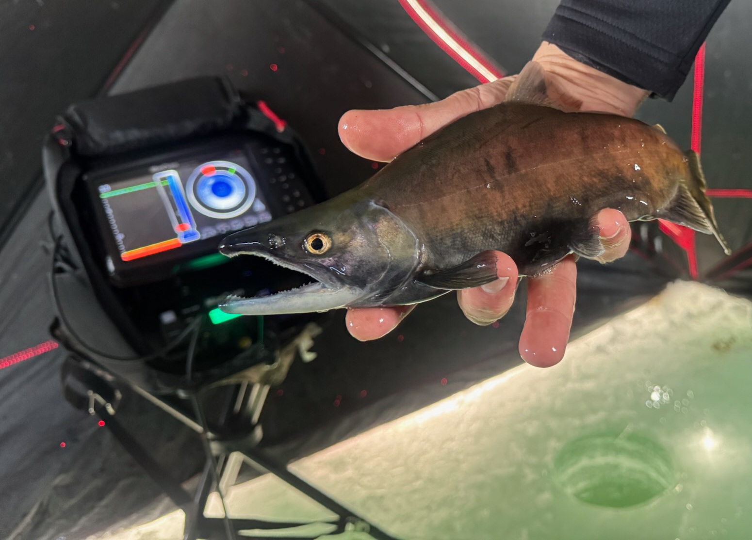 IMG 4323 — Postimages