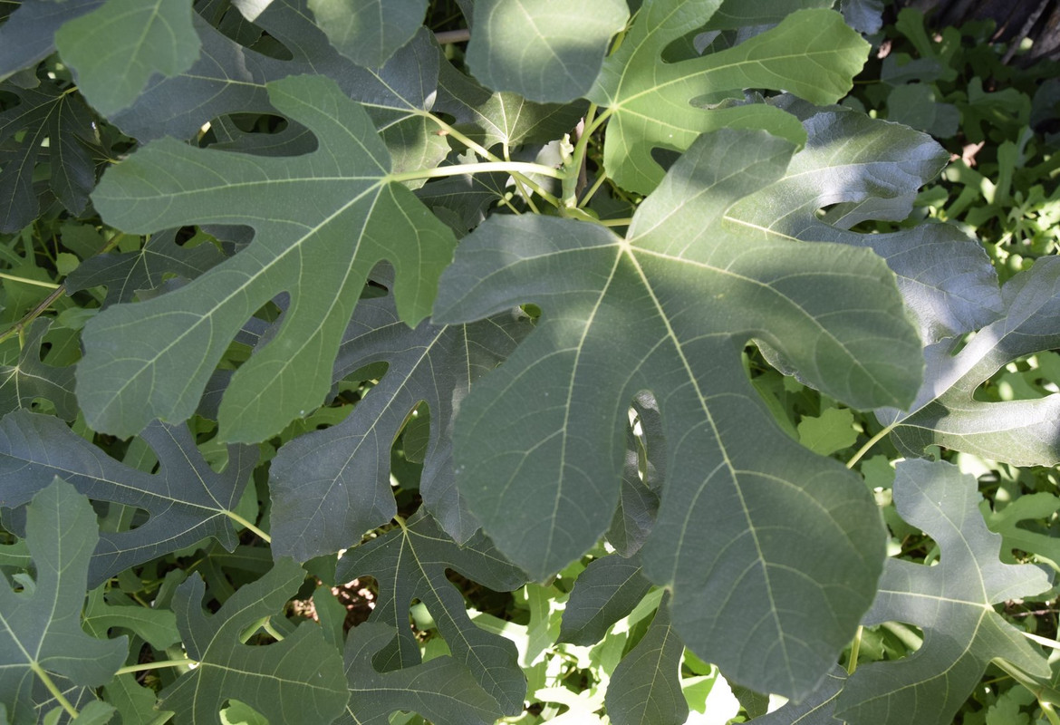 DSC0830 — Postimages