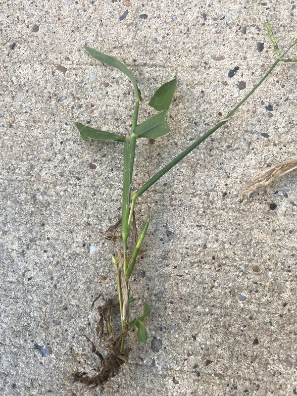 IMG 3391 — Postimages