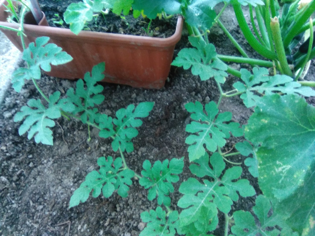 IMG 20220714 200307 — Postimages