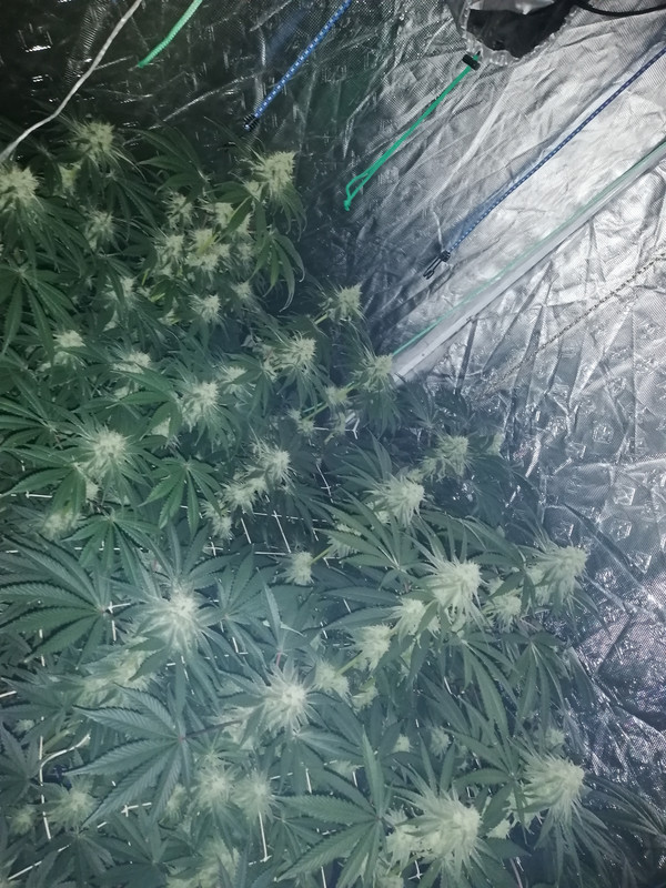 IMG 20240625 155721 — Postimages