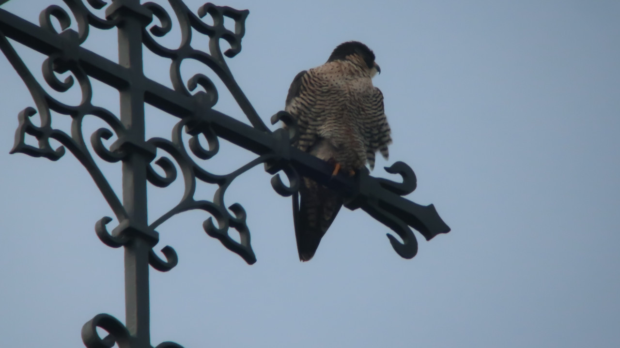 IMG 3289 — Postimages