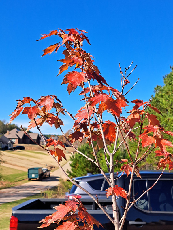 Sun Valley Red Maple out front 27 Nov2023 — Postimages
