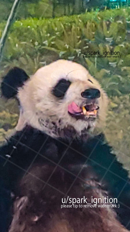 panda3 — Postimages