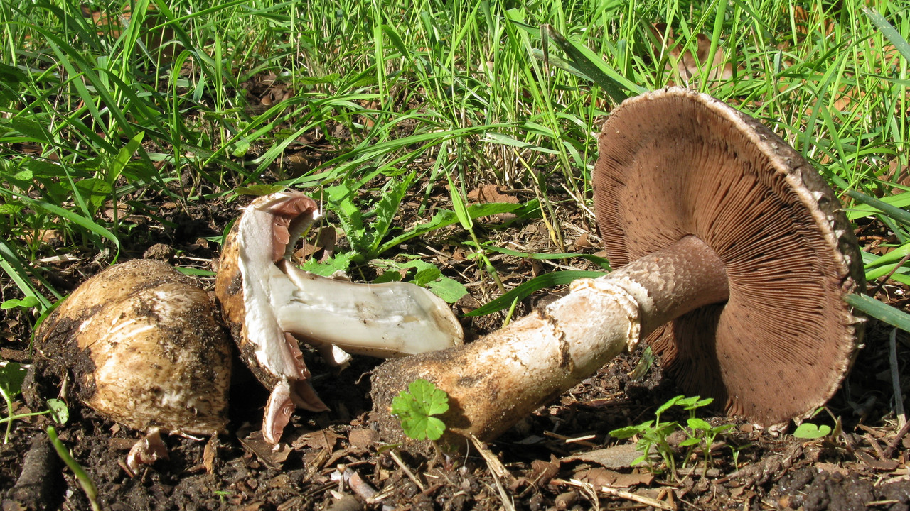 Agaricus bisporus AWP 20191009 — Postimages