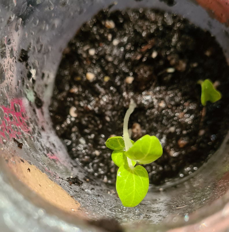 20201127 181340 — Postimages