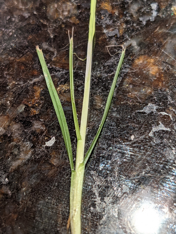 Poa Triv, or so I thought | Lawn Care Forum