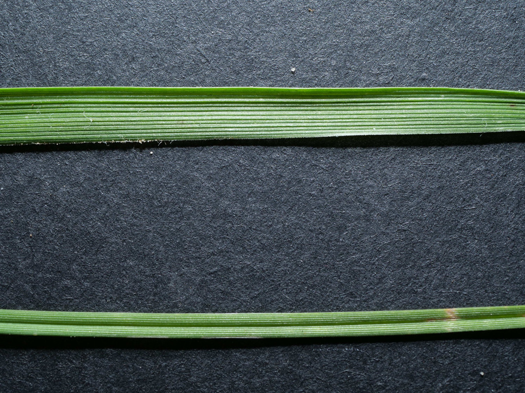 How to distinguish between TTTF and PRG | Lawn Care Forum