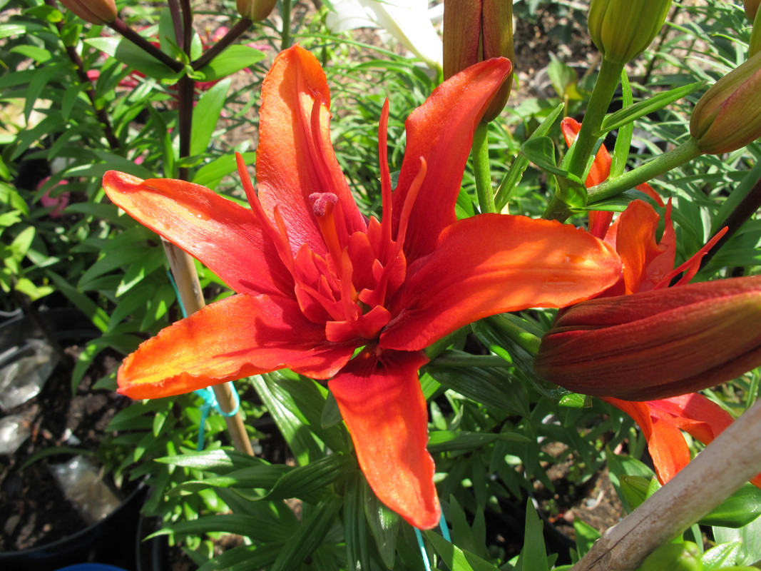 IMG 7004 — Postimages