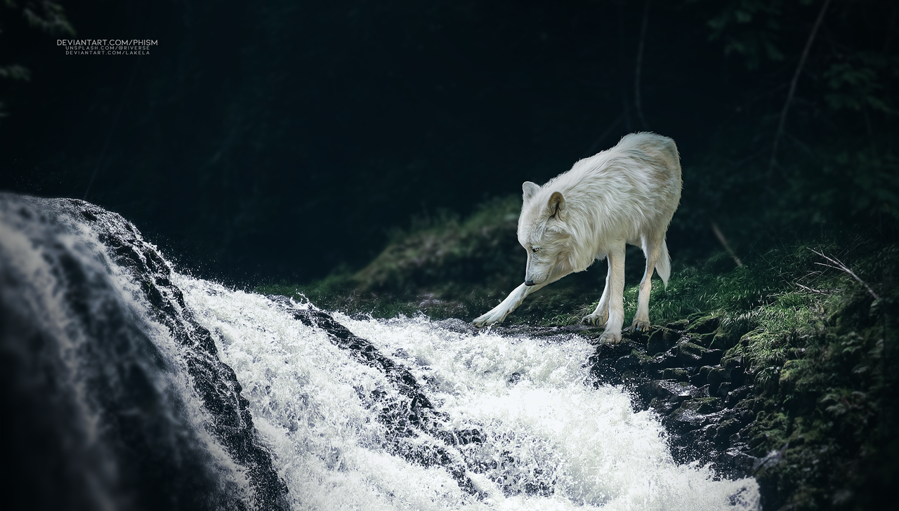 52820 wolf — Postimages