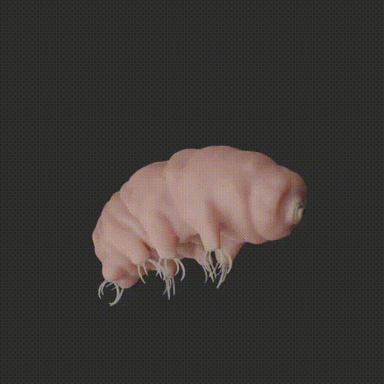 Tardigrade Gif