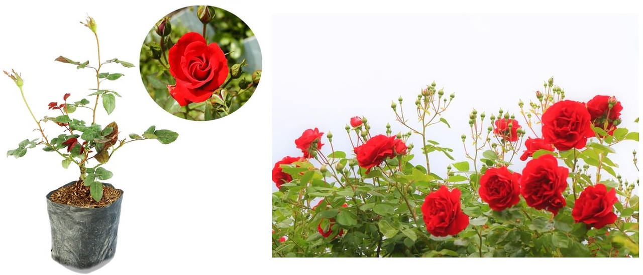 Jual Bibit Tanaman Hias Bunga Mawar Rambat Merah/Climbing Rose di ...