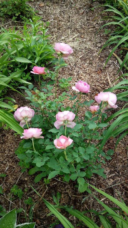 DSC 0905 — Postimages