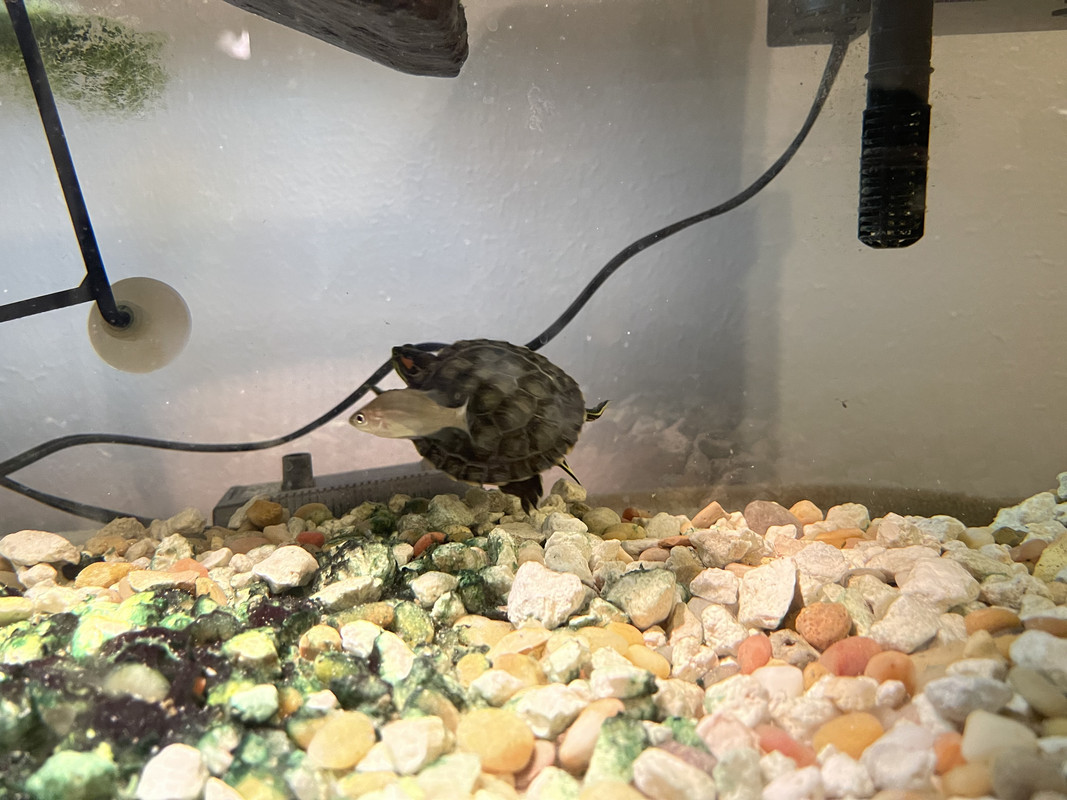 IMG 1140 — Postimages