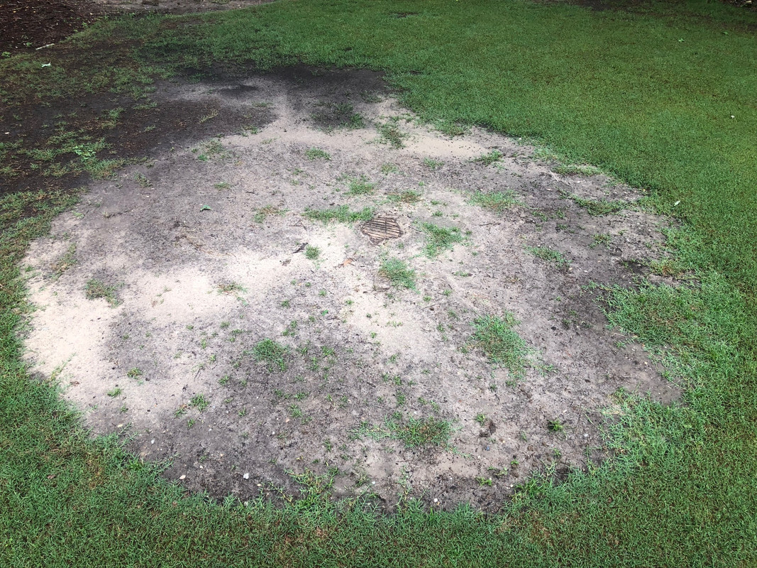 Another small stolonizing project | Lawn Care Forum