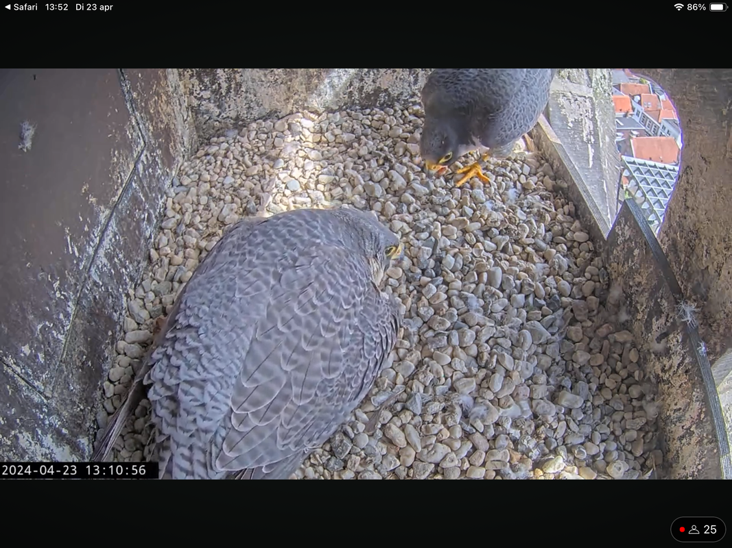 IMG 0307 — Postimages