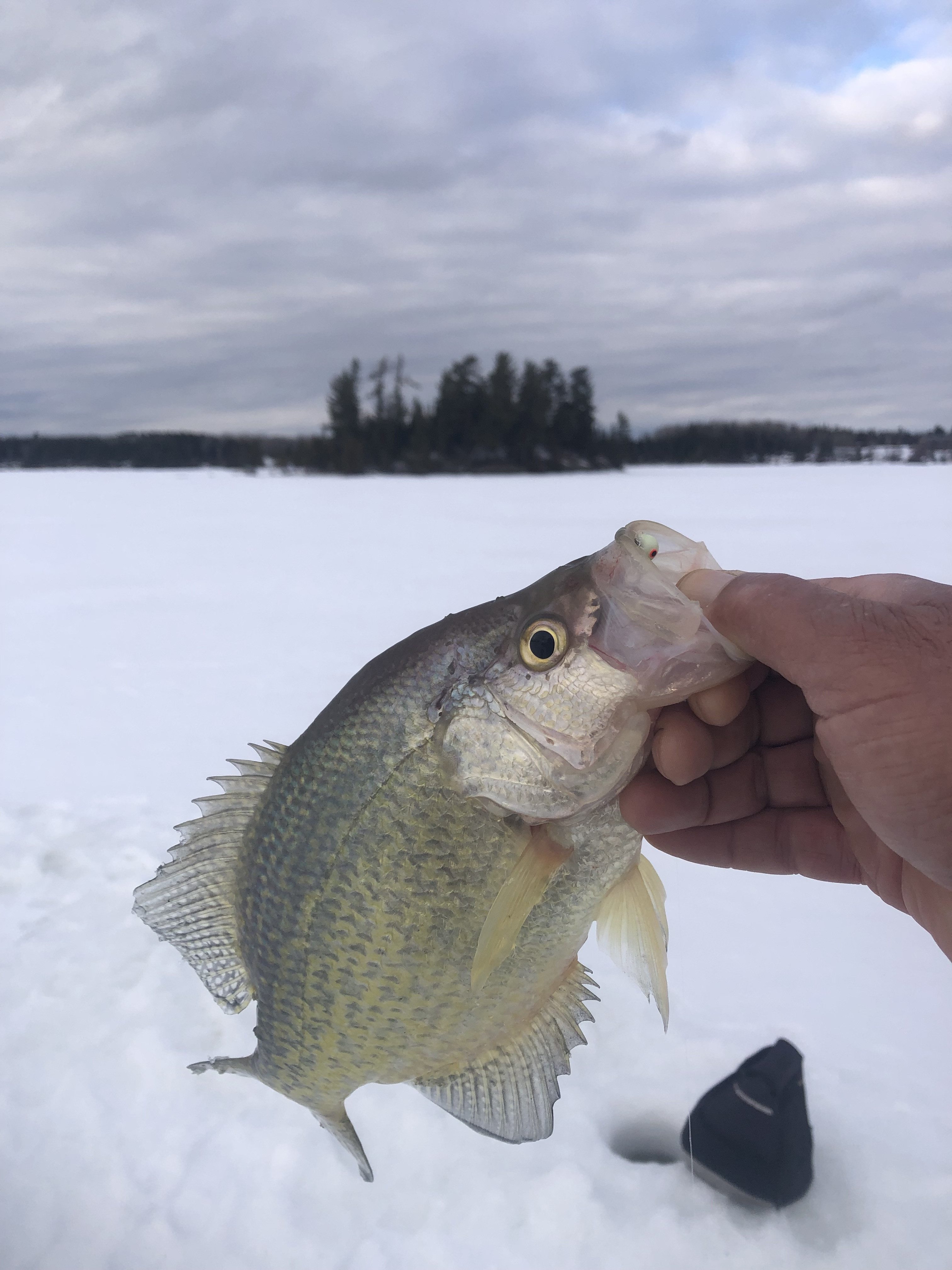 IMG 3626 — Postimages