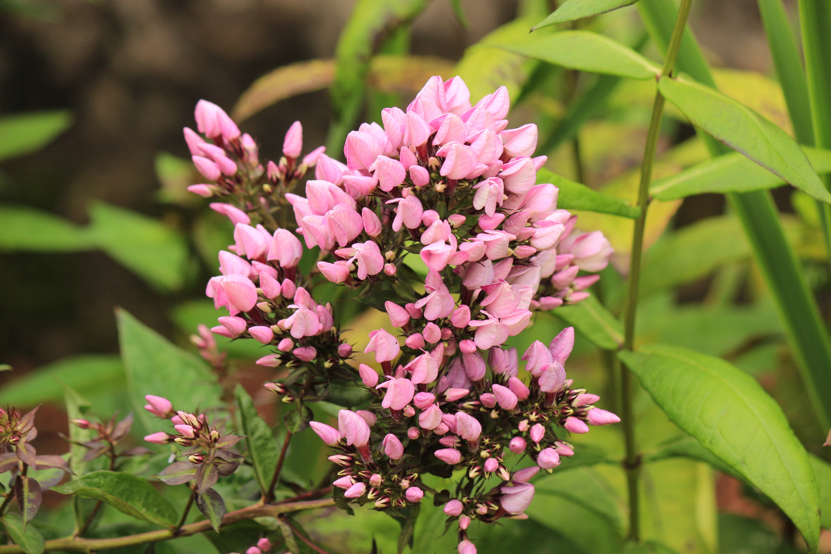 IMG 5356 — Postimages