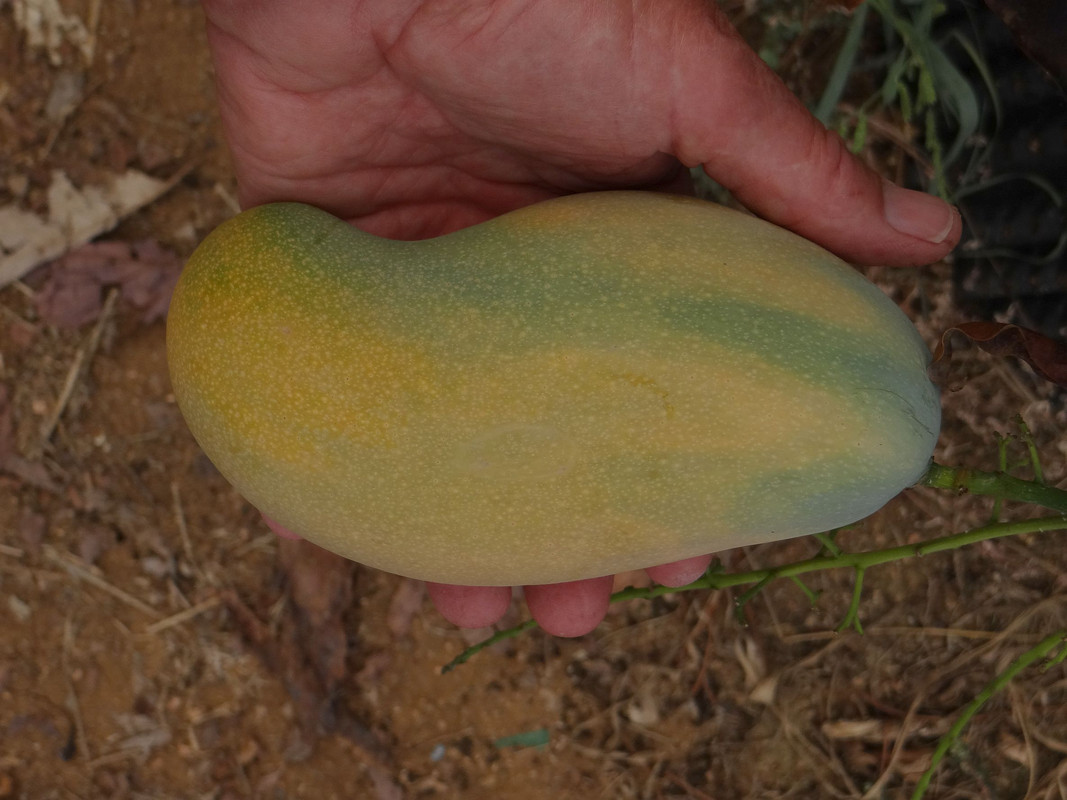 Mallika Fruit Aug — Postimages