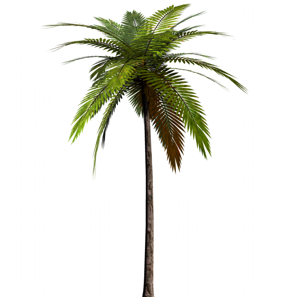 TRU PALM TREE FULL13 — Postimages