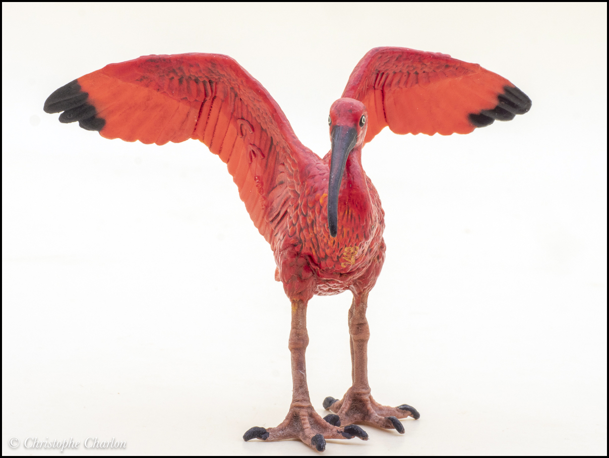 Papo 50314 Scarlet Ibis: a very small walkaround by Kikimalou ...
