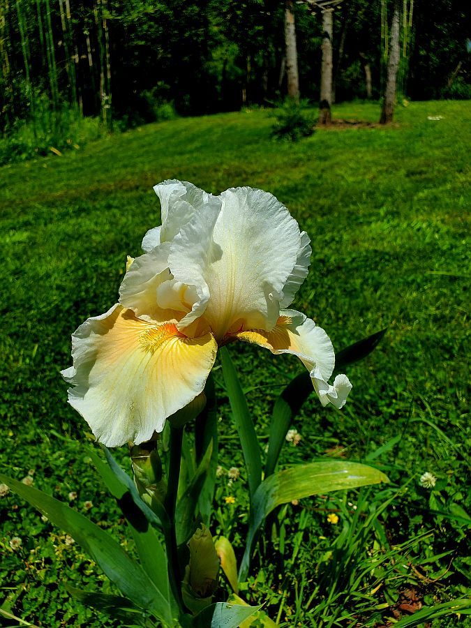 iris — Postimages