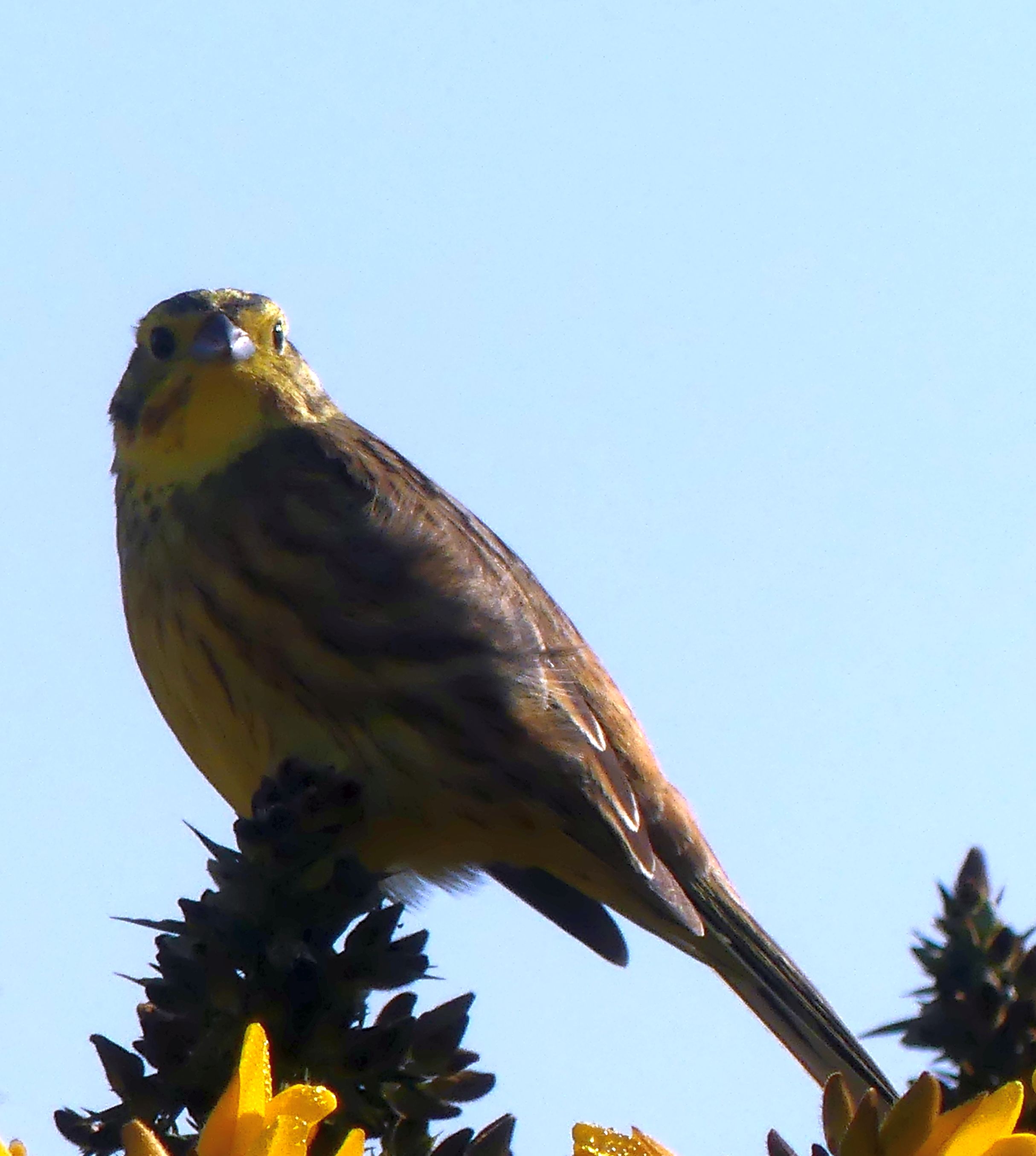 YELLOW HAMMER 3 — Postimages