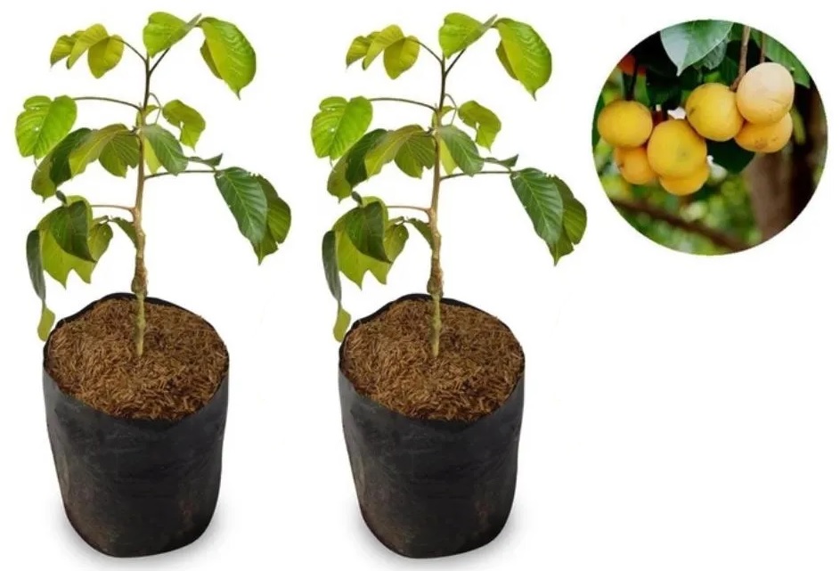 Jual Bibit kecapi - pohon buah kecapi di Seller sentratanaman05 - Kab ...