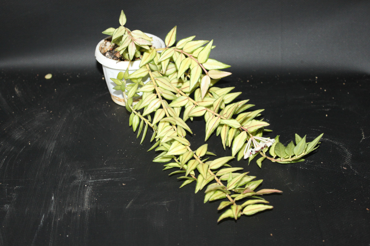 IMG 0203 — Postimages