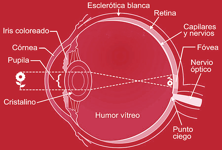 Ojo Humano: formación visual del color, sensibilidad, adaptación