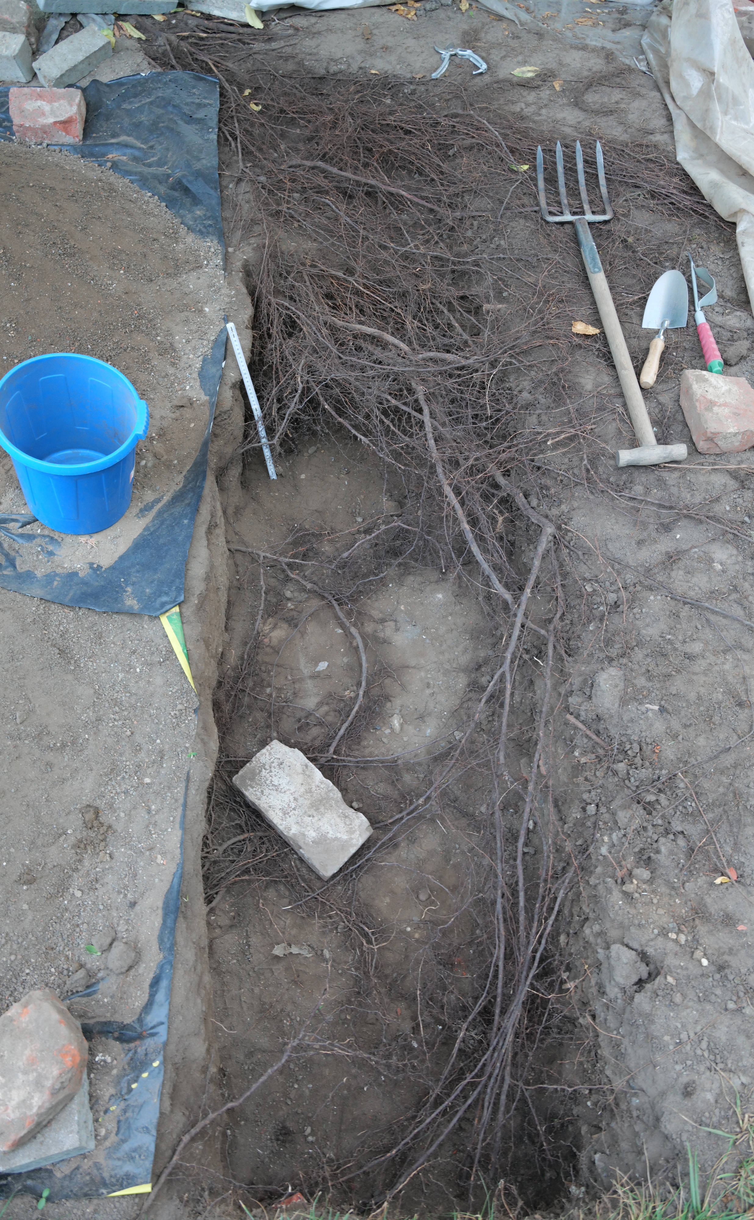 Hornbeam roots 2 — Postimages