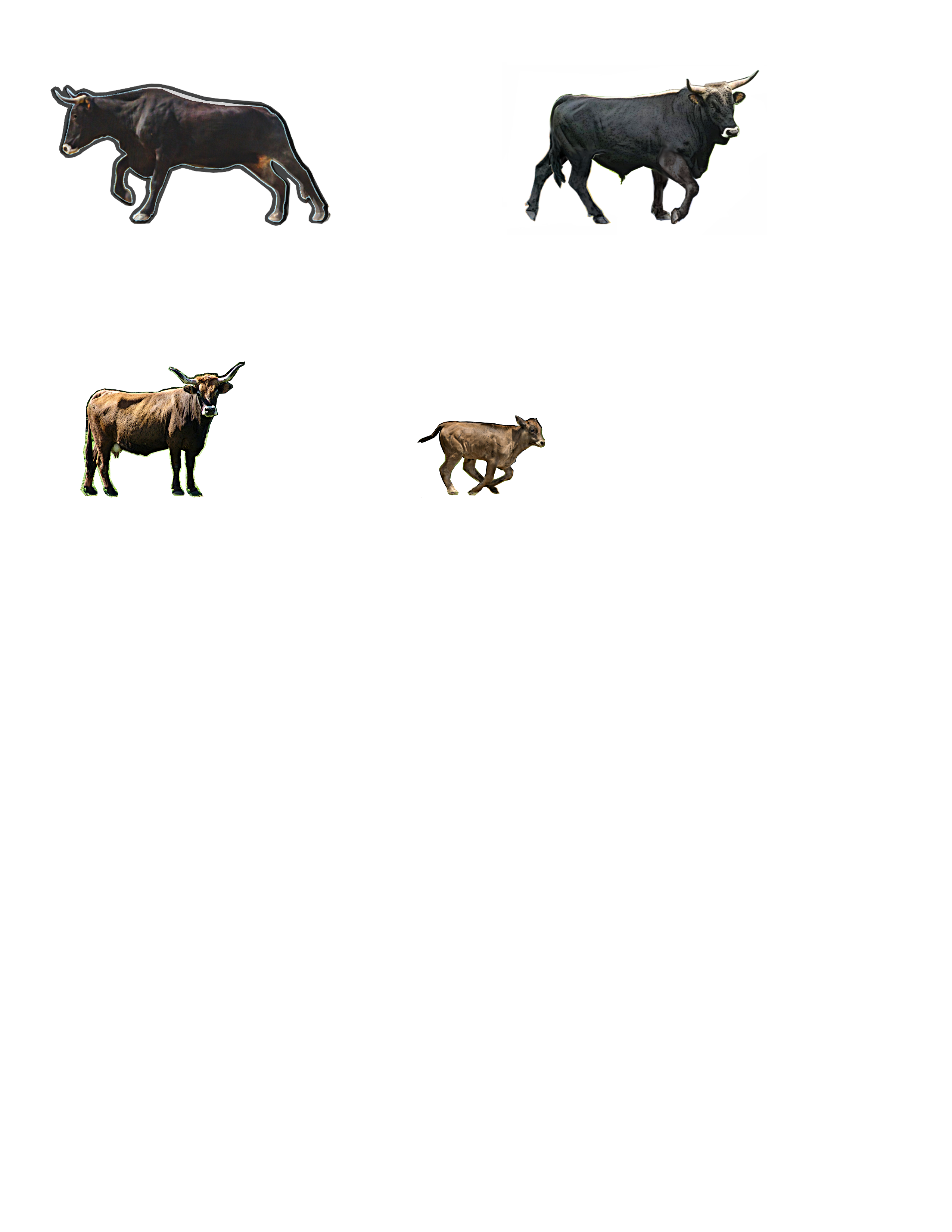 Wild European Animals — Postimages