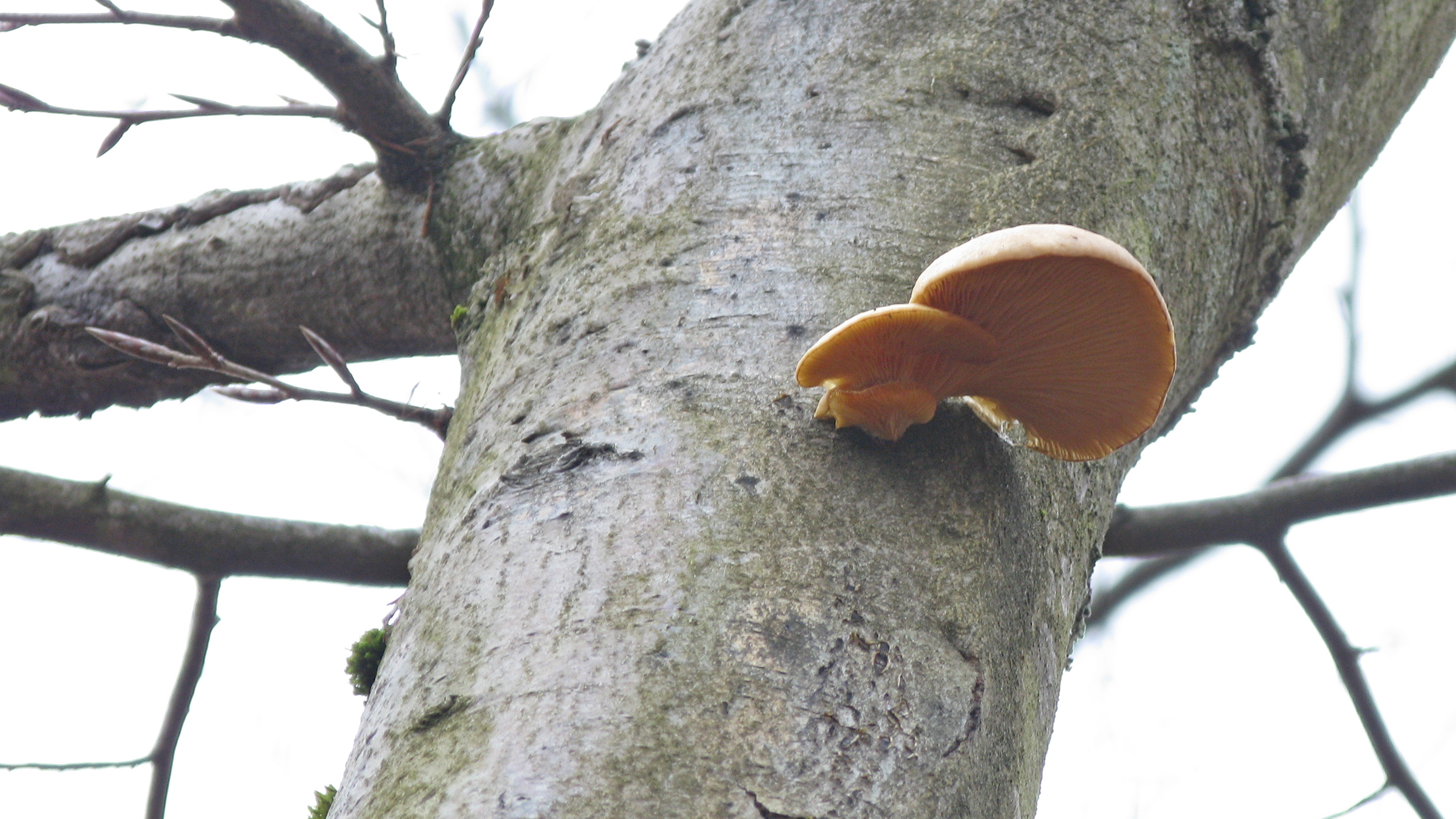 IMG 3077 — Postimages