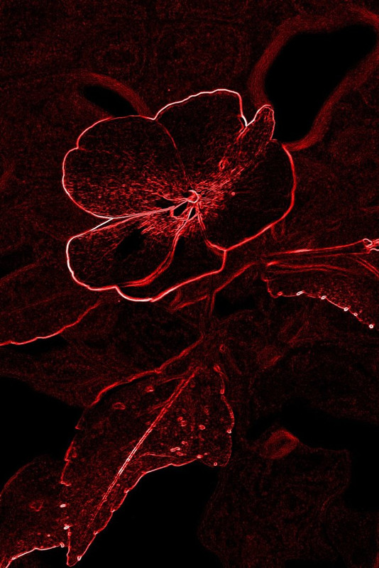 neon flower by justateen10 d460mlm — Postimages