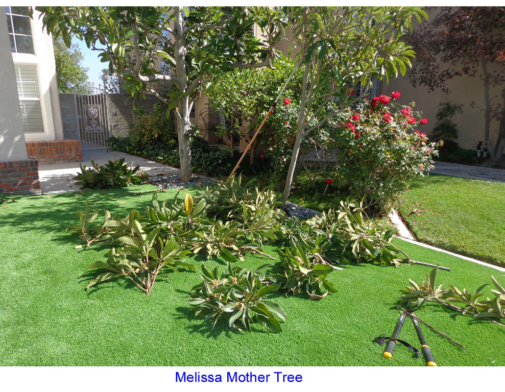Melissa Tree Trim 1 — Postimages