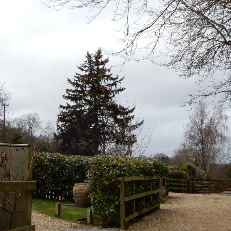 Evergreen Tree 011 — Postimages