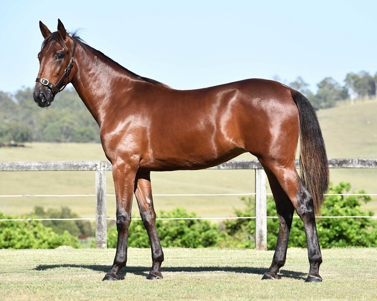 News Article - Australian Harness Racing