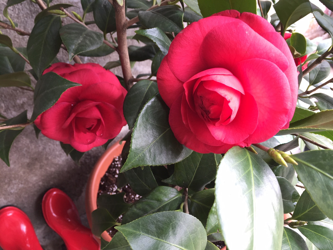 IMG 0108 — Postimages