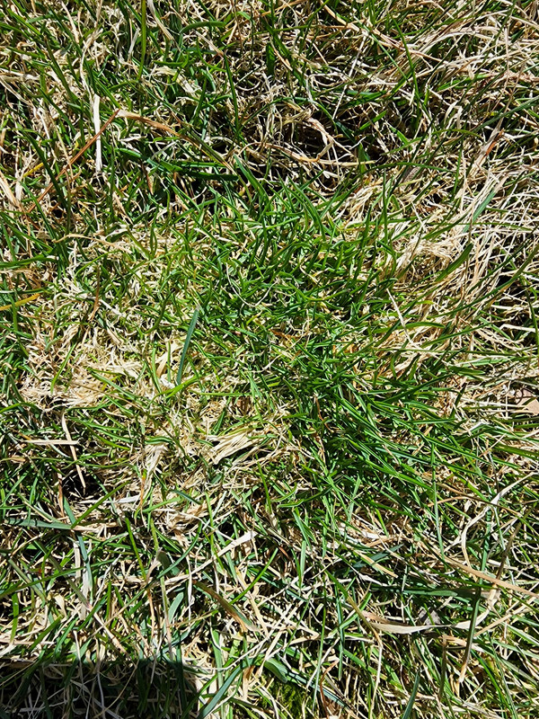 Planning Ahead to Treat Poa Triv | Lawn Care Forum