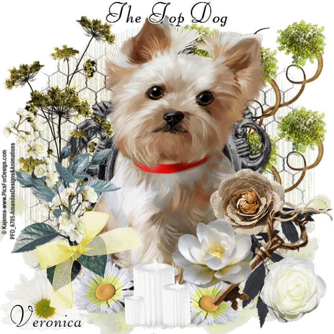 Kajenna The Key Dog Top Dog Veronica vi — Postimages