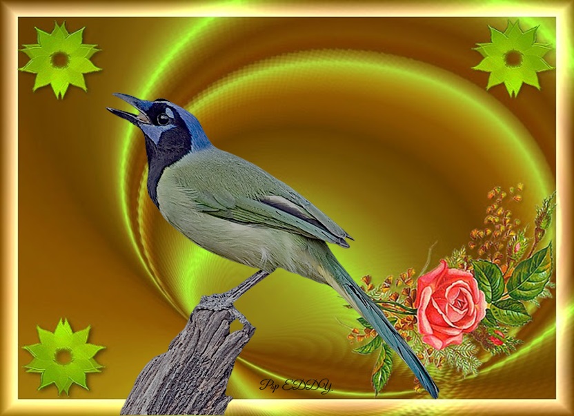 Vogels in alle kleuren