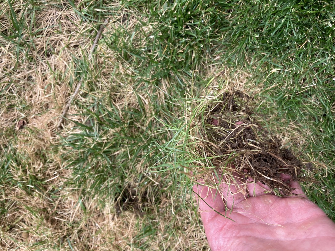 Velocity on poa triv | Lawn Care Forum