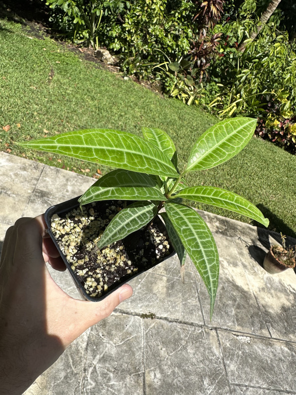 temp Image3ng Yns — Postimages